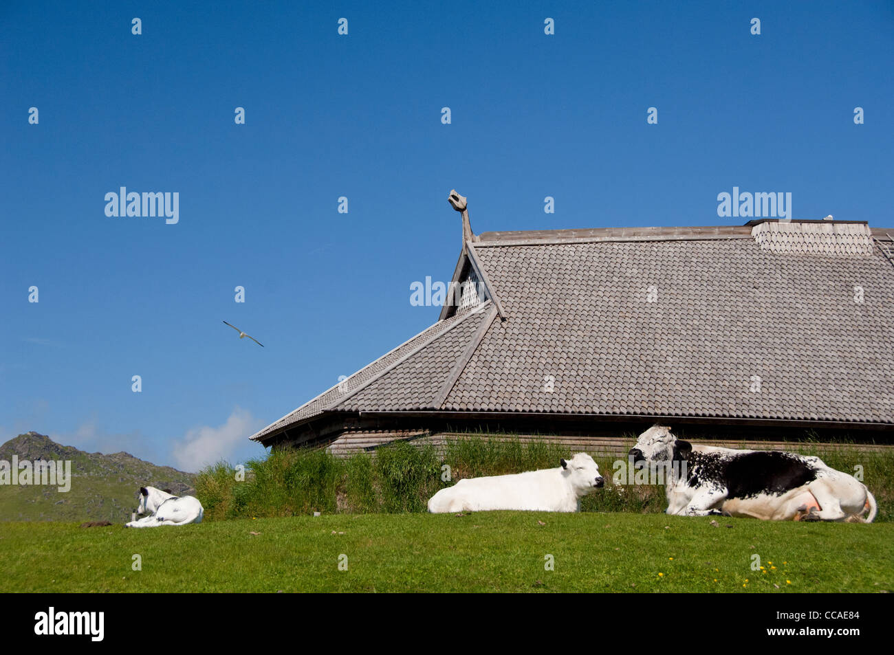 Norway, Nordland, Lofoten Archipelago, Borgelva. Lofotr Viking Museum ...