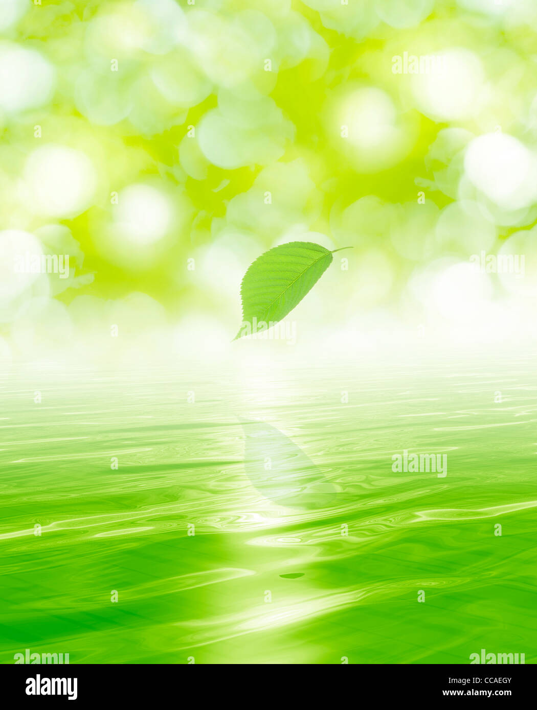 Leaf Over Water Surface Stock Photo - Alamy