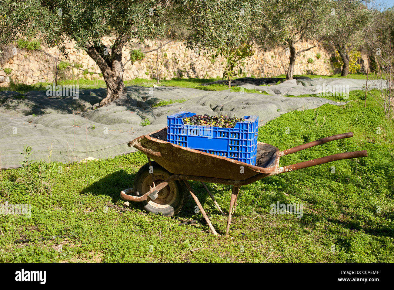 Olive grove, sunshine, a crate and wheelbarrow, traditional ...