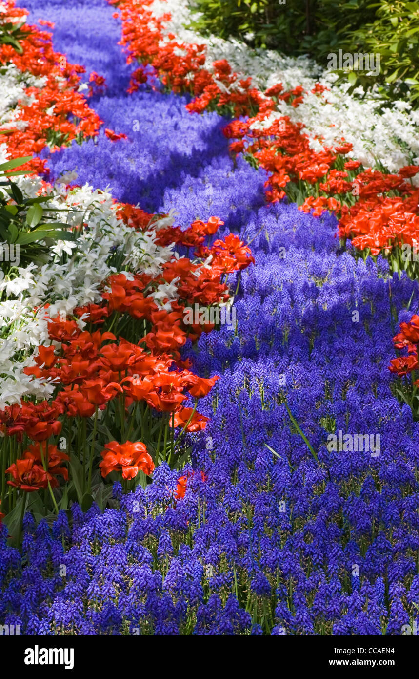 Red, white and blue flowers like a river in spring Stock Photo - Alamy