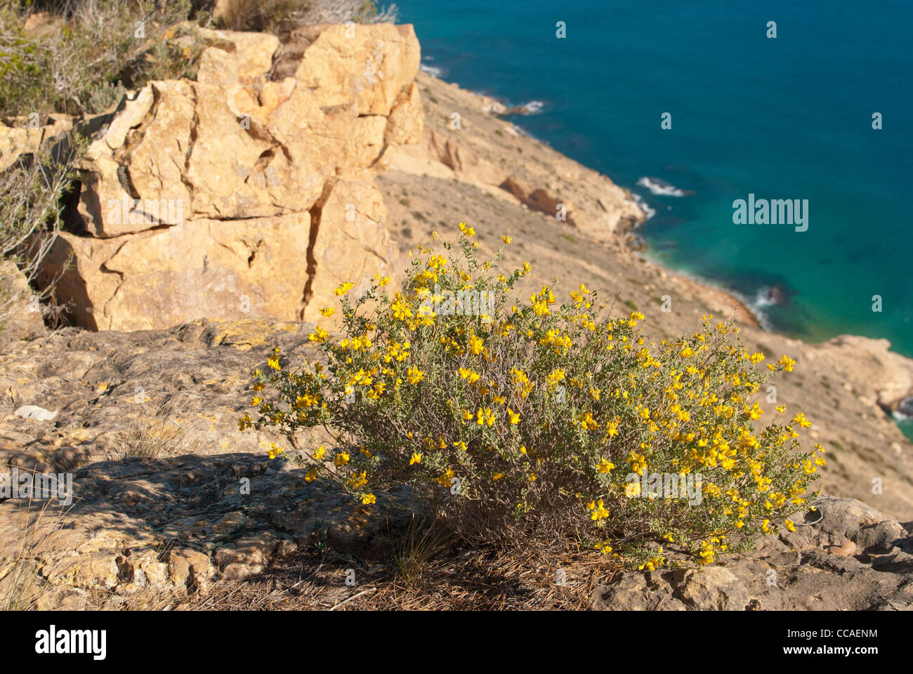 Flowering broom shrub on top of a cliff Stock Photo - Alamy