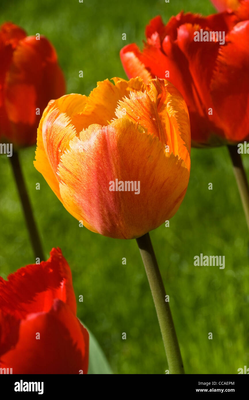 Spring bulb orange hi-res stock photography and images - Alamy