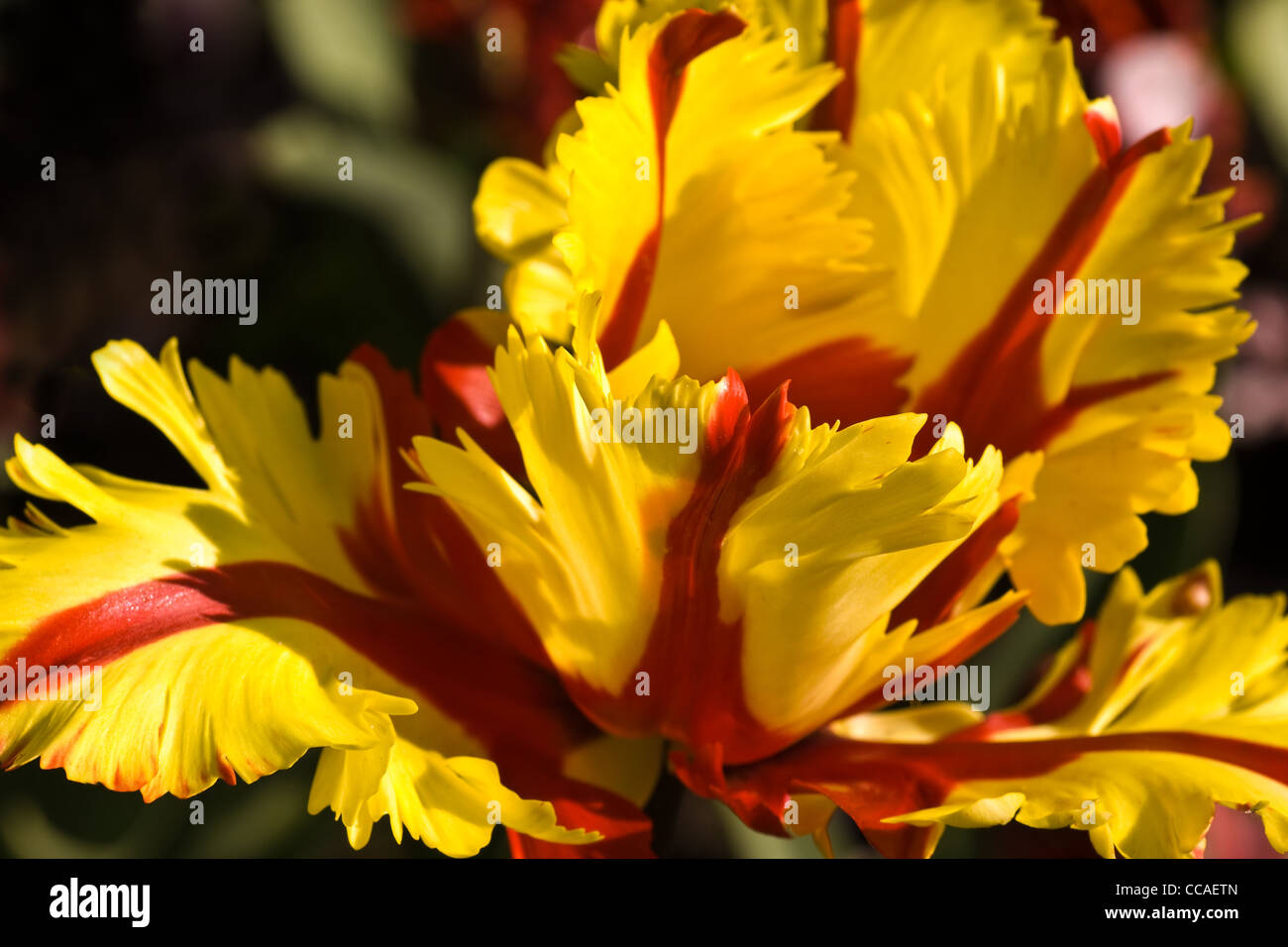 Yellow parrot flower hi-res stock photography and images - Alamy