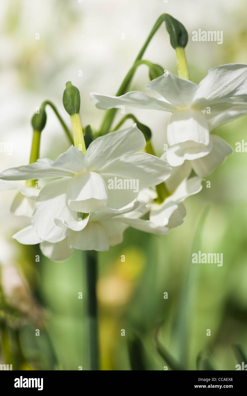 Small white scented daffodils in close view Stock Photo - Alamy