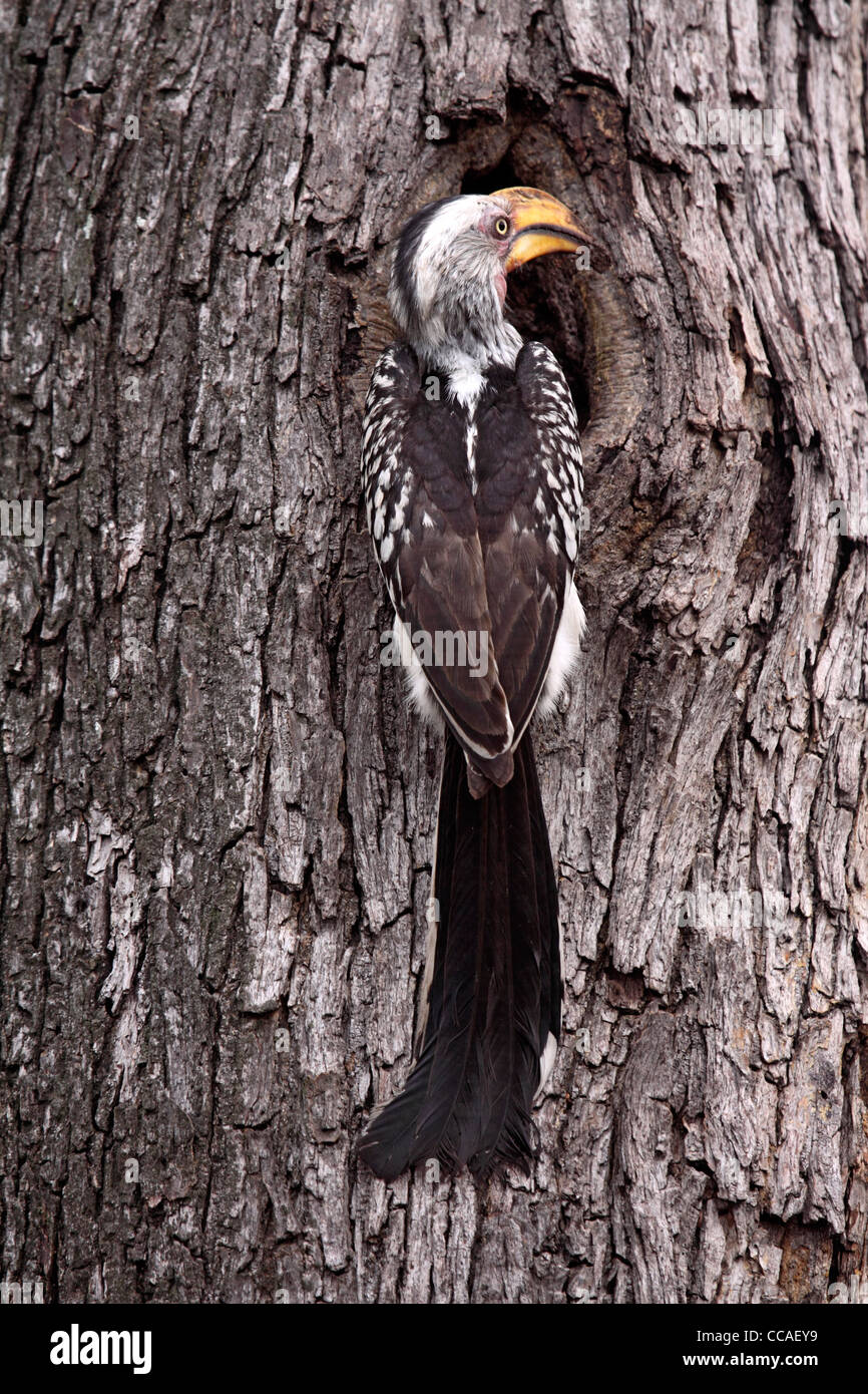 Hornbill nest hi-res stock photography and images - Alamy
