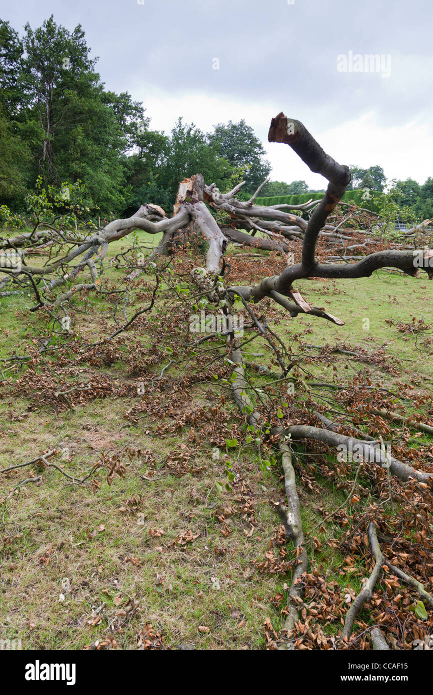 Rotten fallen beech tree, Surrey, England Stock Photo - Alamy
