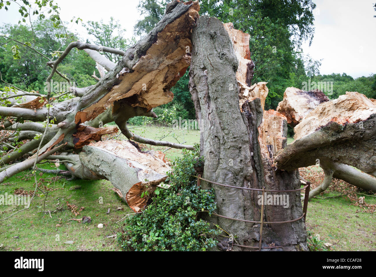 Remains of a rotten fallen beech tree, Surrey, England Stock Photo - Alamy