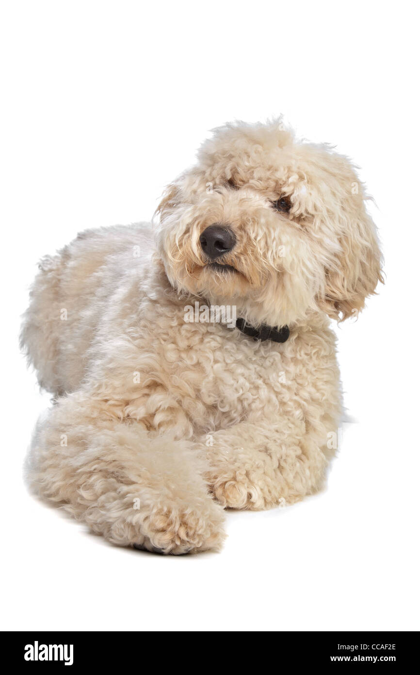 Australian Labradoodle in front of a white background Stock Photo - Alamy