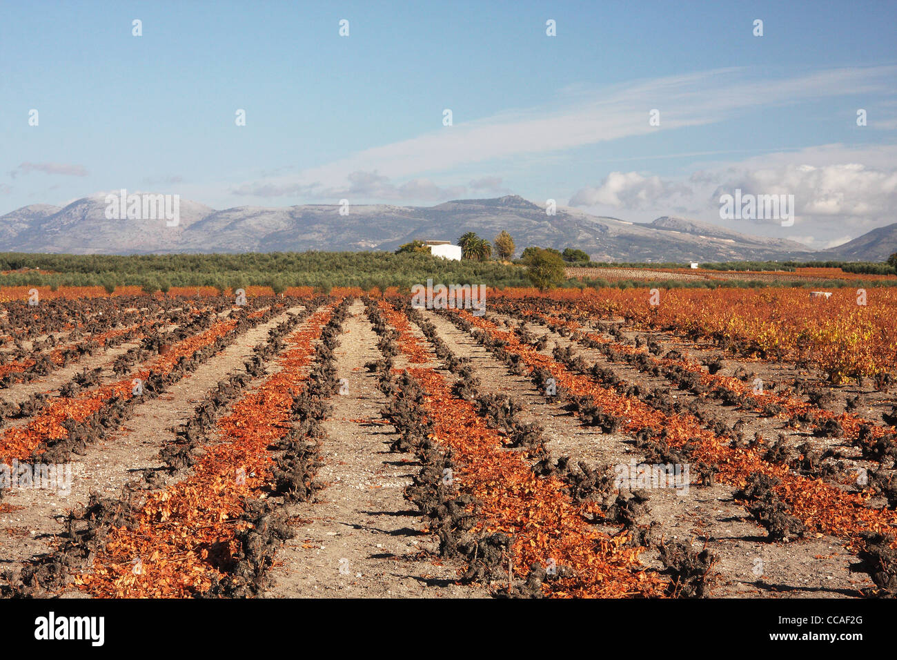Sherry farm hi-res stock photography and images - Alamy
