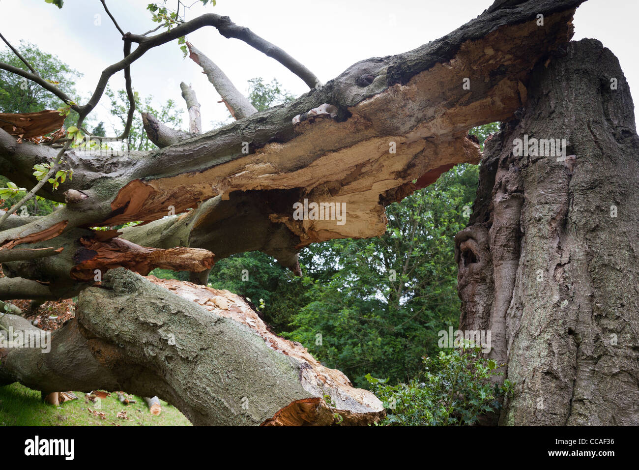 Remains of a rotten fallen beech tree, Surrey, England Stock Photo - Alamy