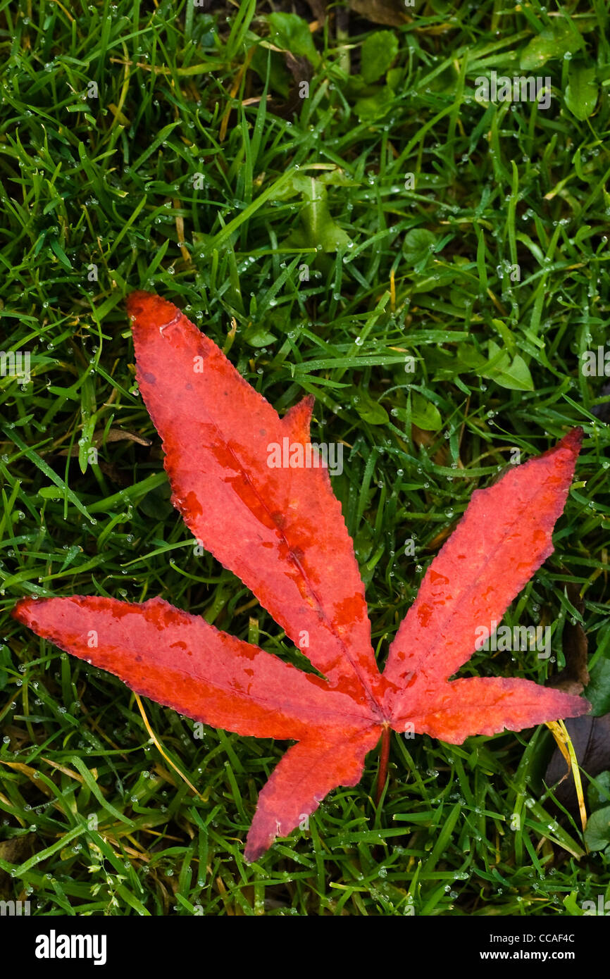 Red fallen leaf on grass in autumn rain - vertical image Stock Photo ...