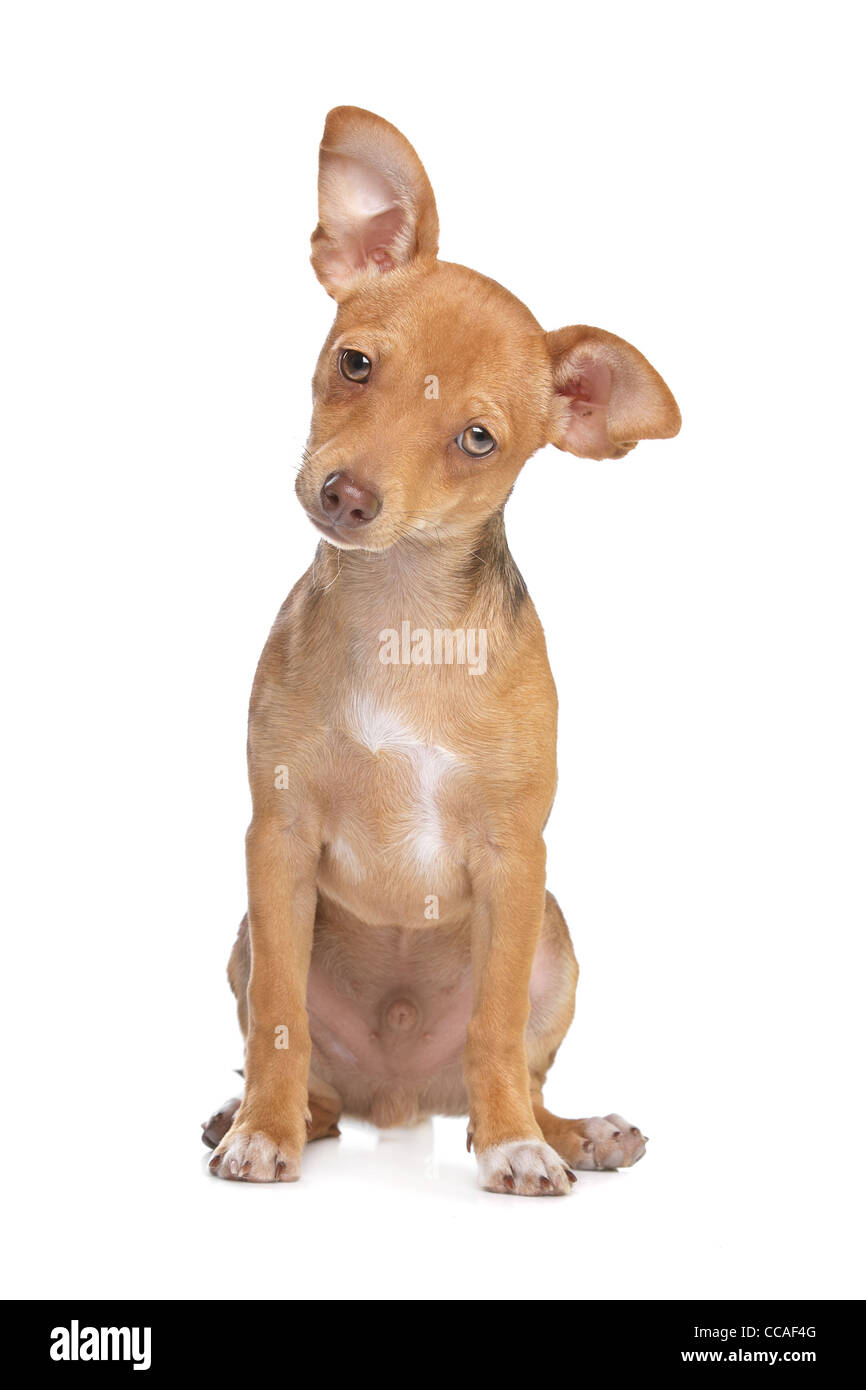 Albino Miniature Pinscher