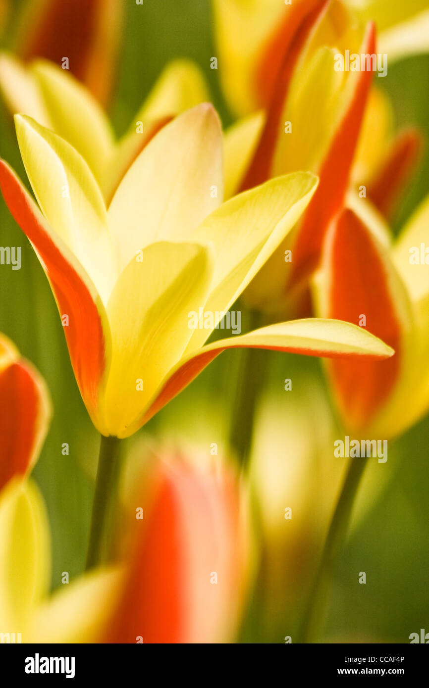 Small botanical tulips bloom in red and yellow colors in spring Stock ...
