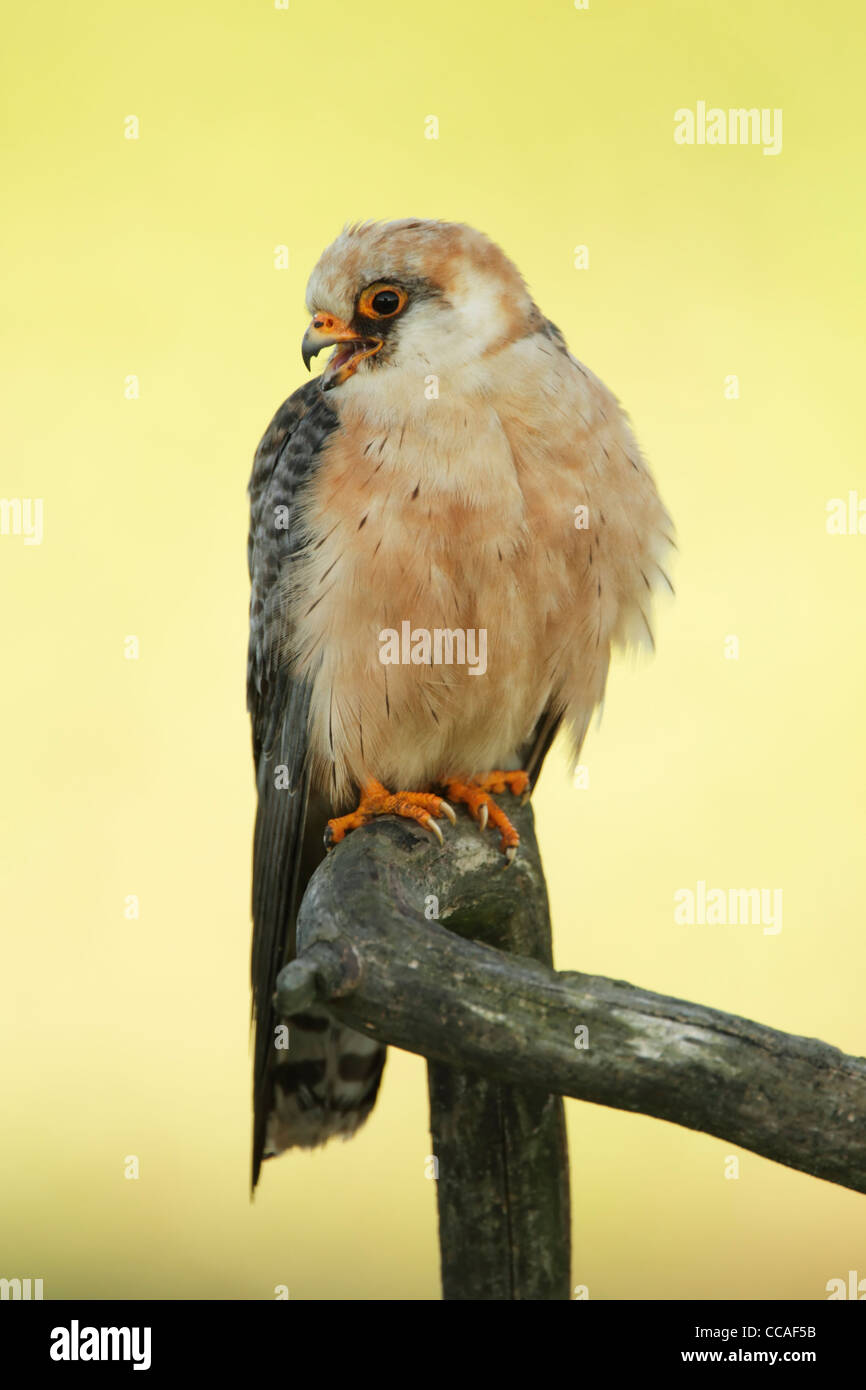 Female red-footed falcon Falco vesperuinus) backlit Stock Photo - Alamy