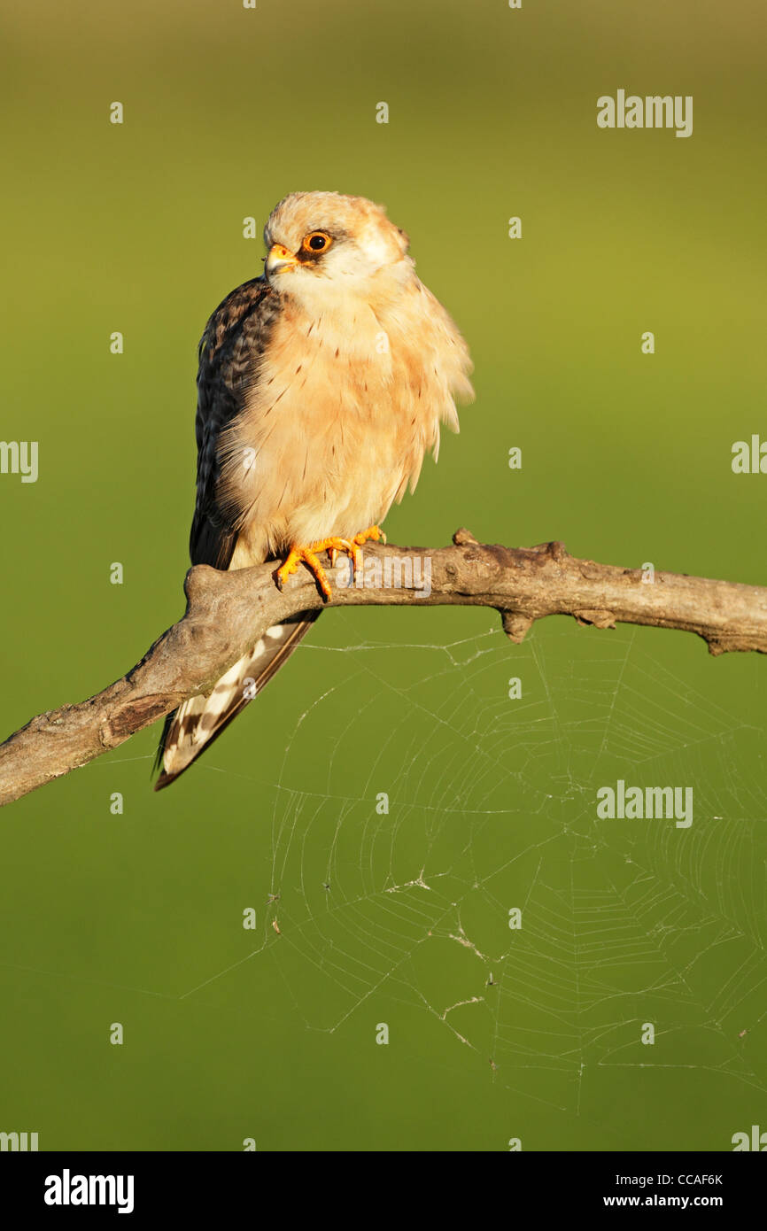 Female red-footed falcon (Falco vesperuinus) perched on a tree branch ...