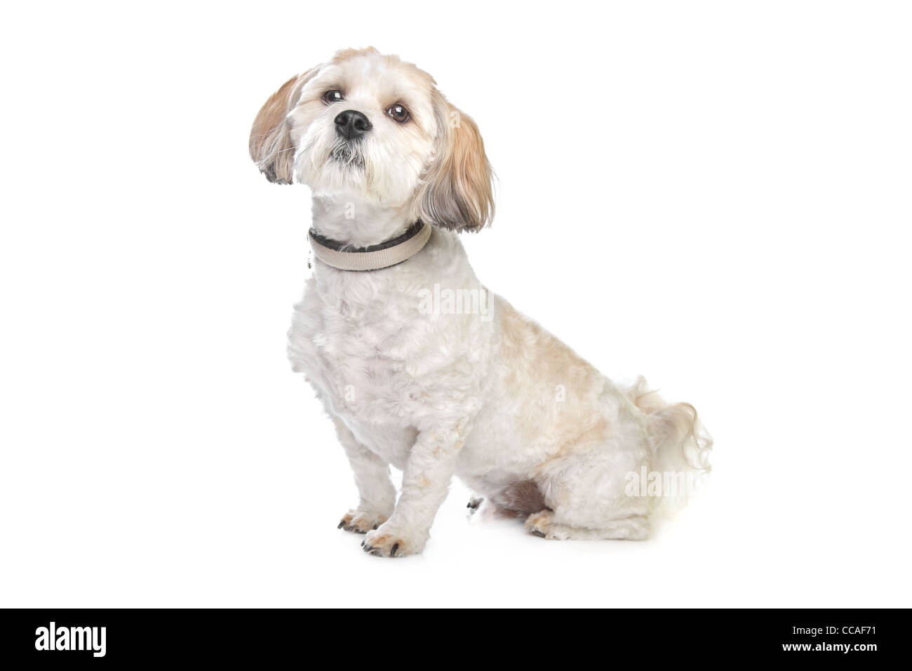 boomer dog in front of a white background Stock Photo - Alamy