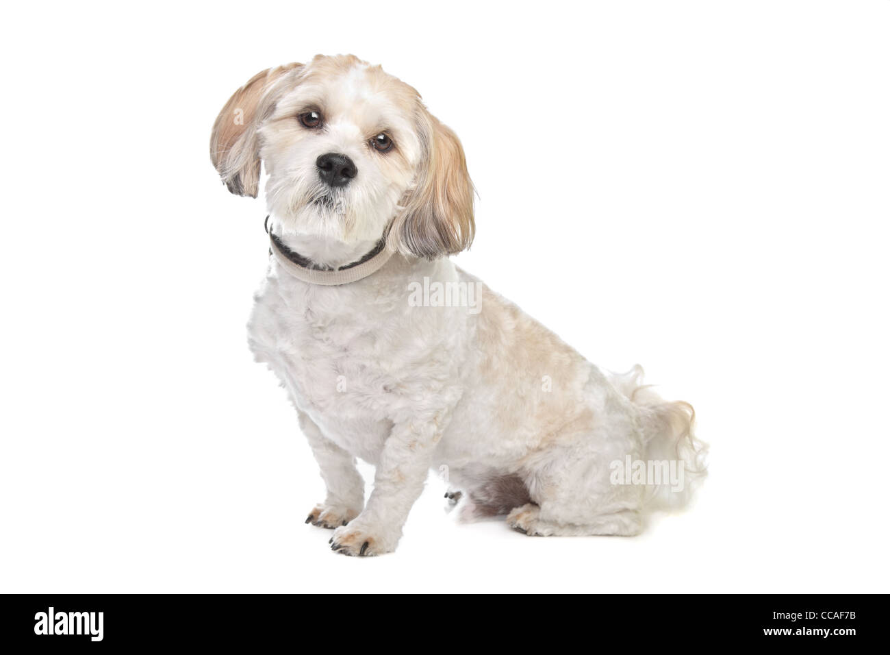 boomer dog in front of a white background Stock Photo - Alamy
