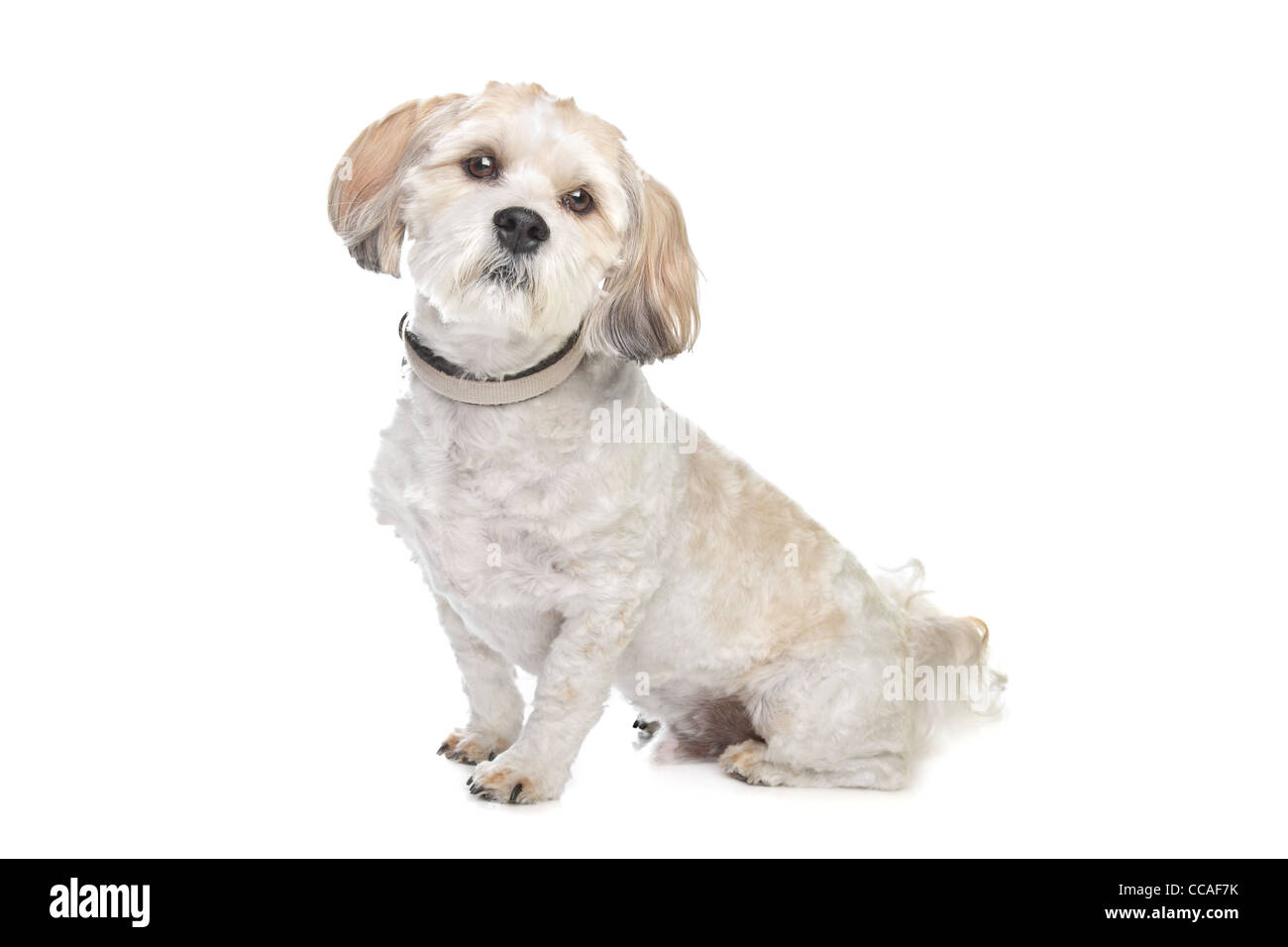 boomer dog in front of a white background Stock Photo - Alamy