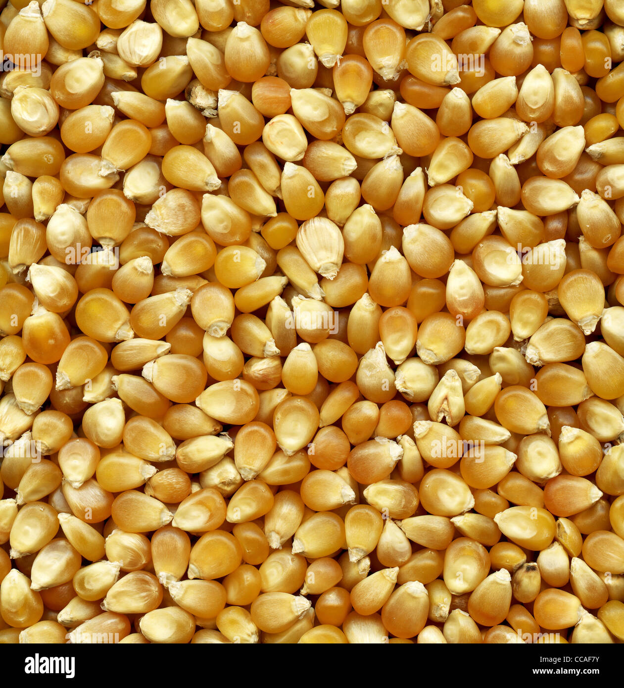 Corn seeds background for your design Stock Photo - Alamy