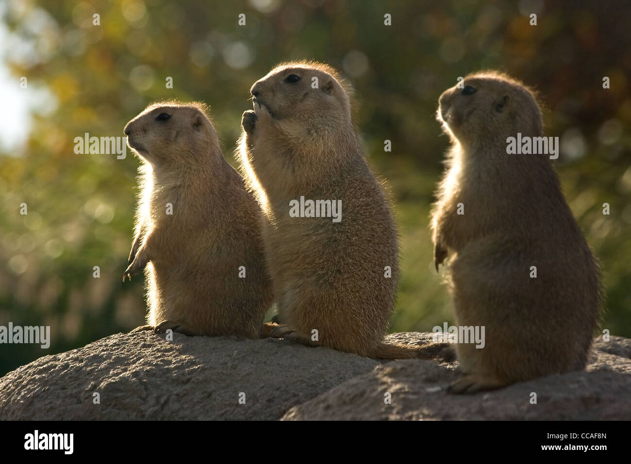Three prairie dogs hi-res stock photography and images - Alamy