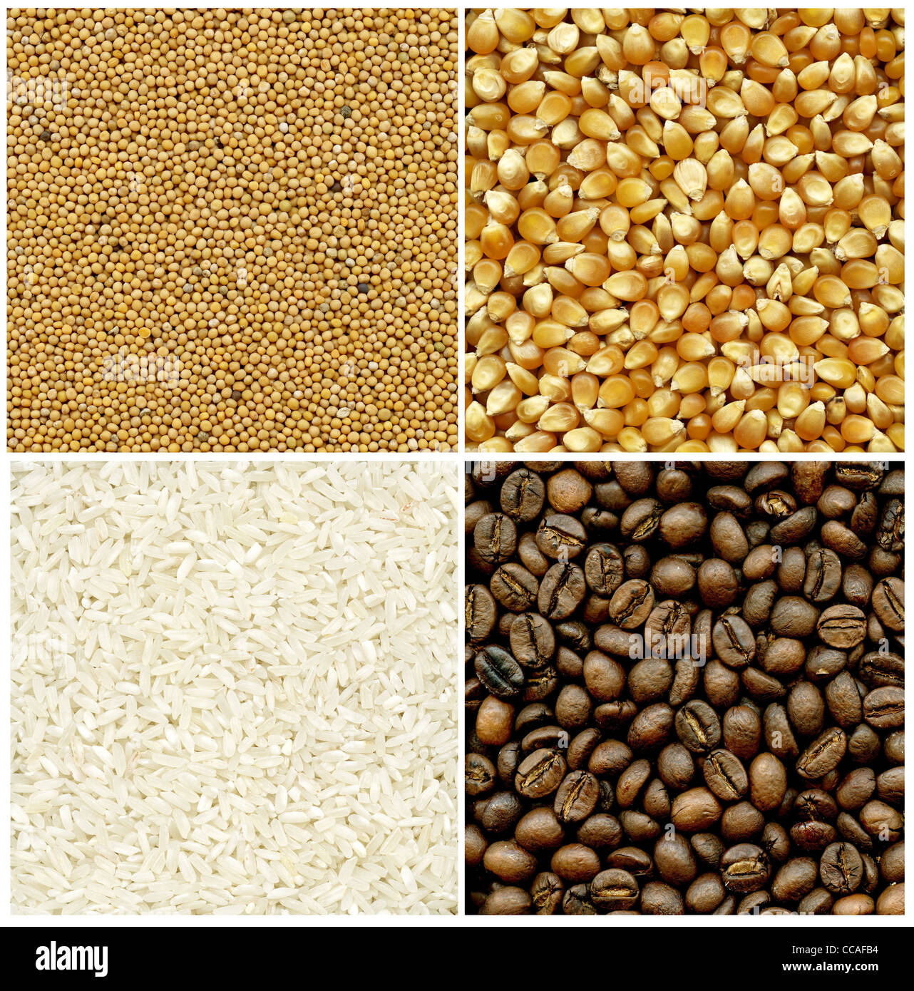 collection of mustard, coffee, rice and corn backgrounds Stock Photo ...
