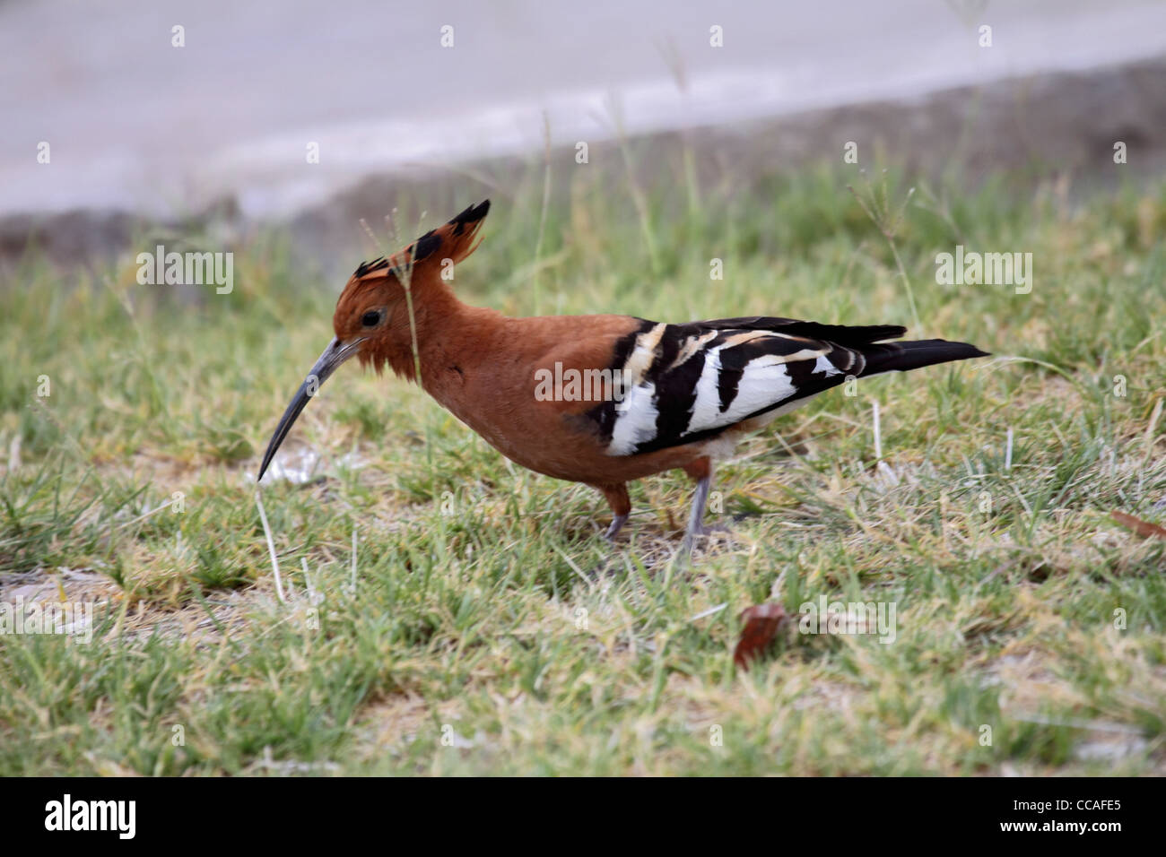 African hoopoes hi-res stock photography and images - Alamy