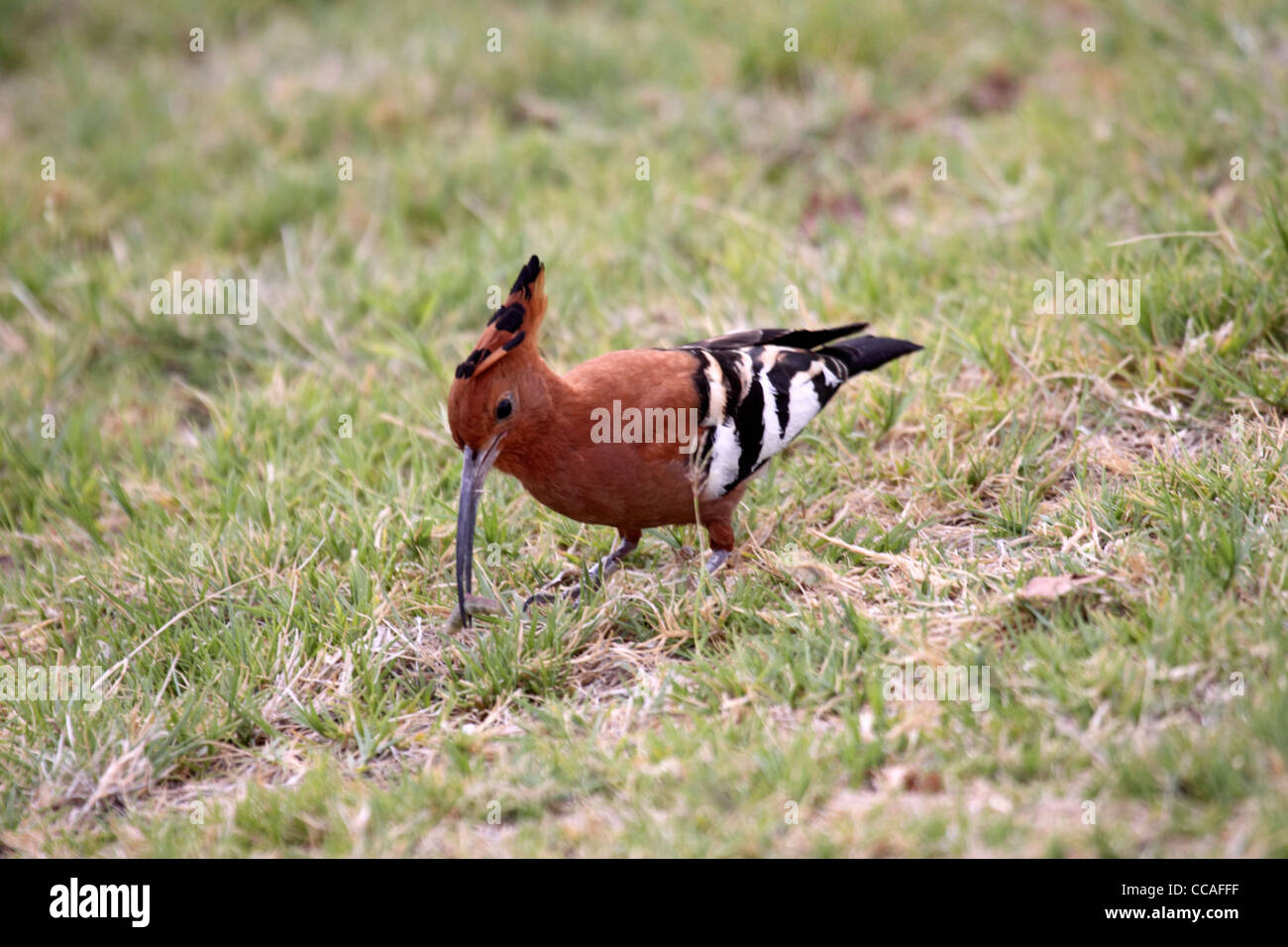 African hoopoes hi-res stock photography and images - Alamy