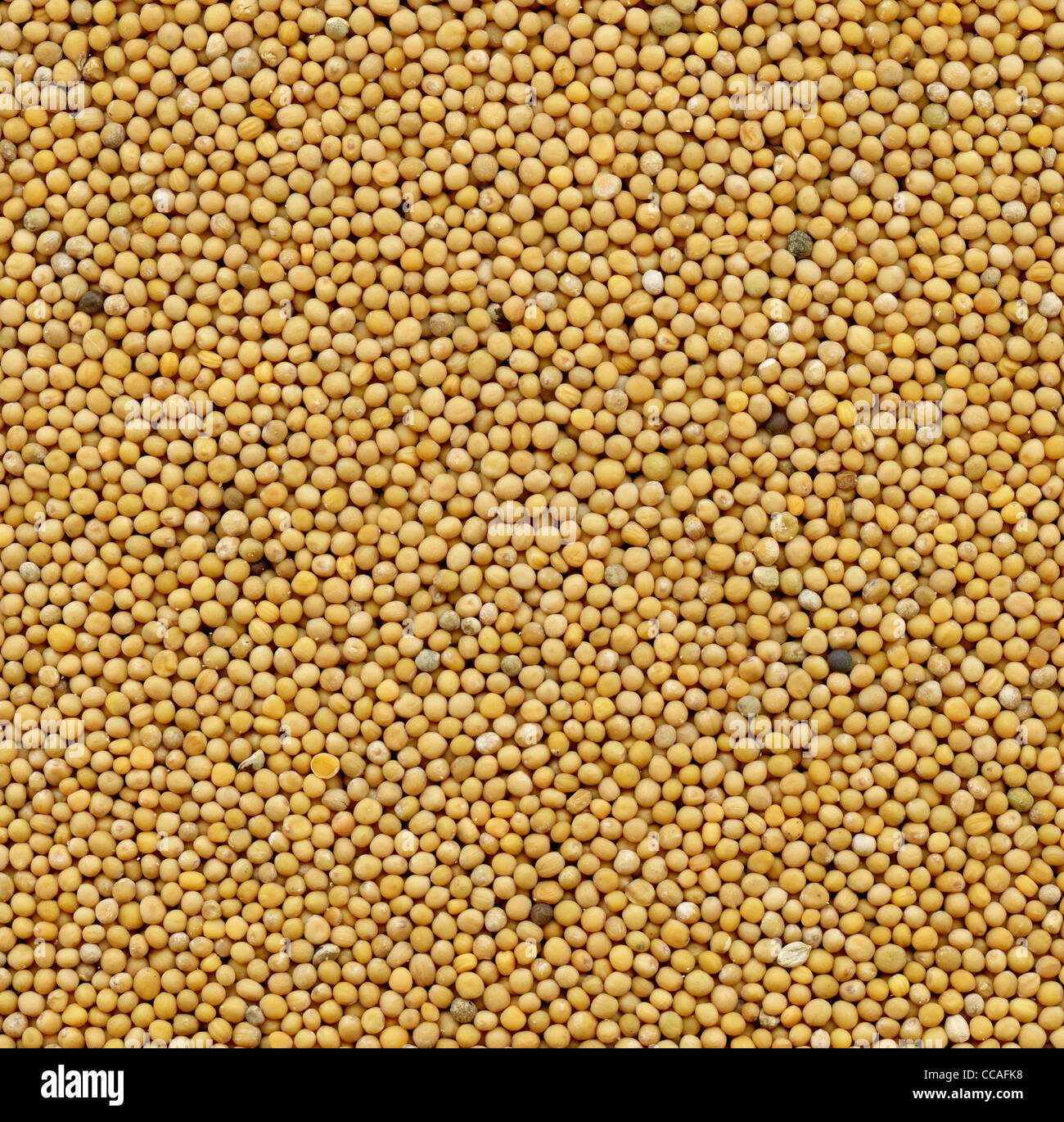 mustard seeds background for your design Stock Photo - Alamy