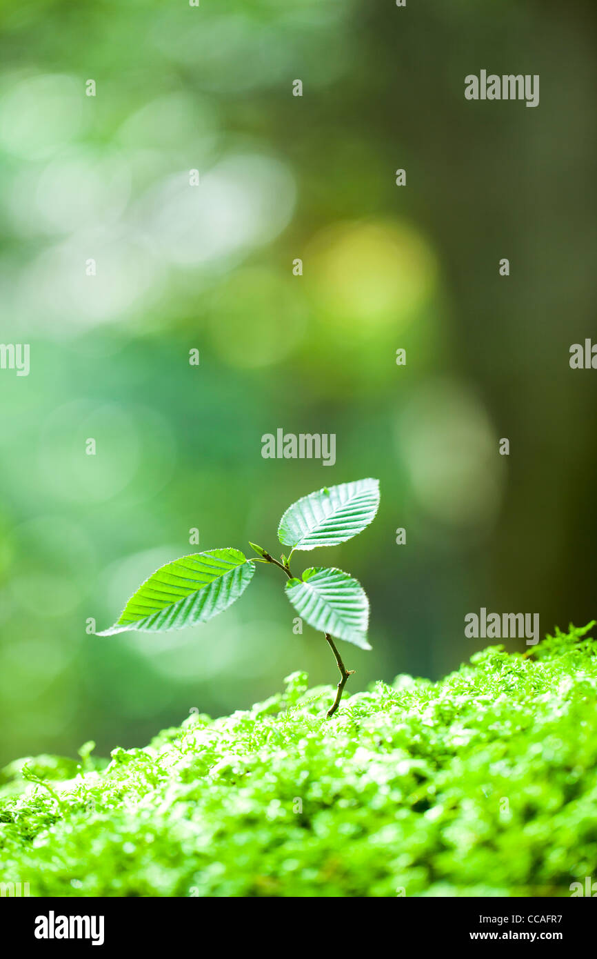 Beech seedling hi-res stock photography and images - Alamy