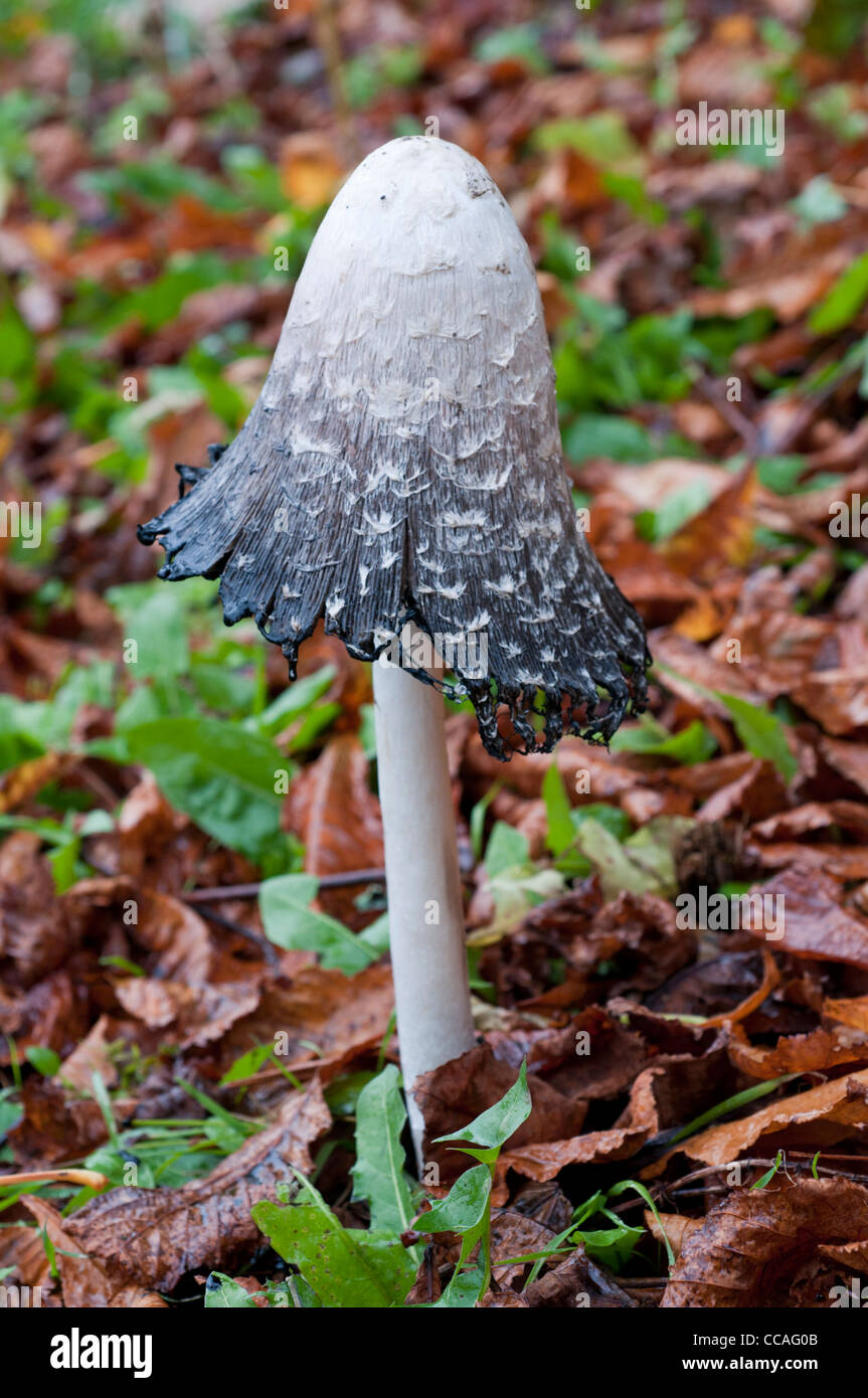 Shaggy ink cap hi-res stock photography and images - Alamy