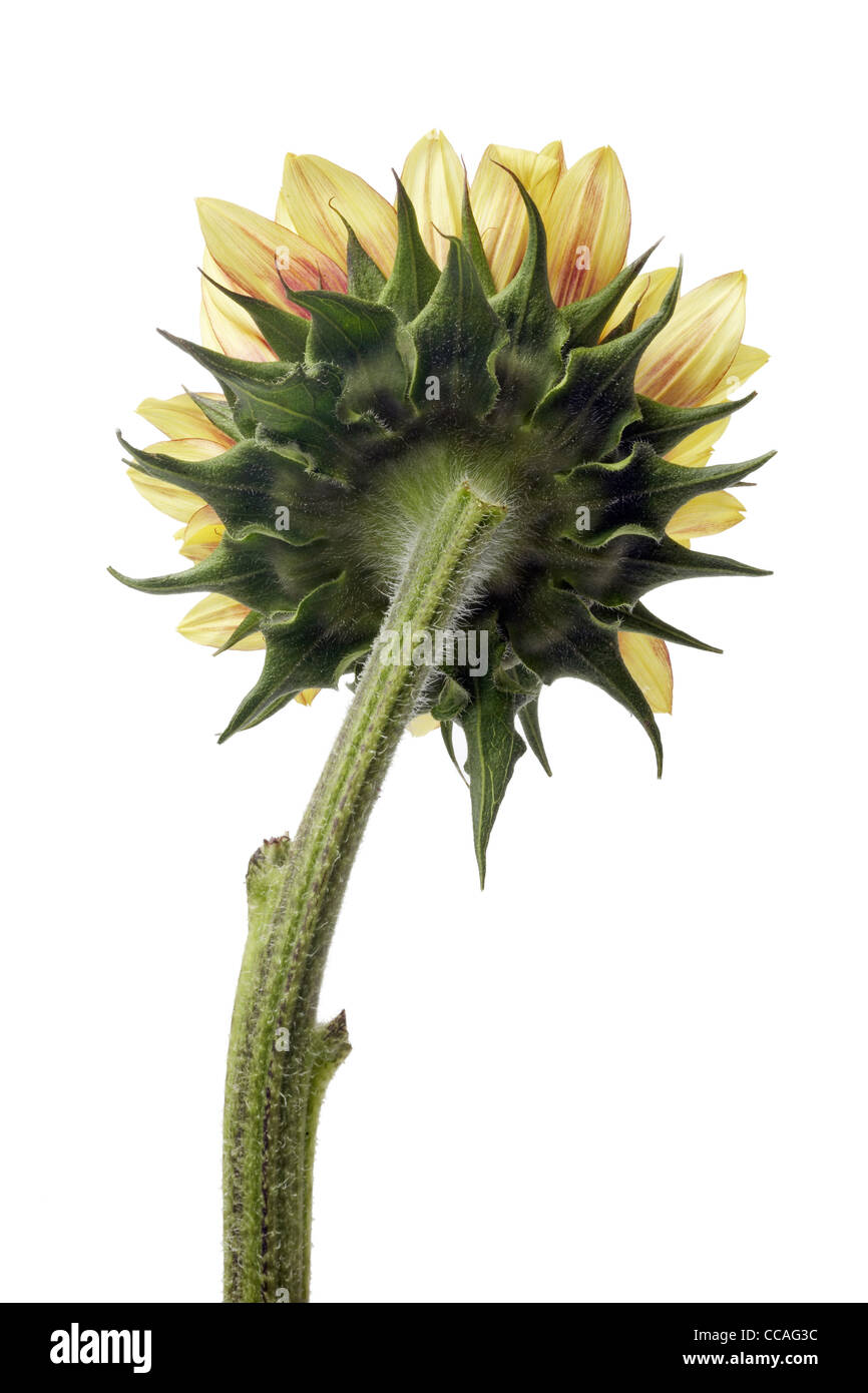 Sunflower seeds fresh sunflowers Cut Out Stock Images & Pictures - Alamy