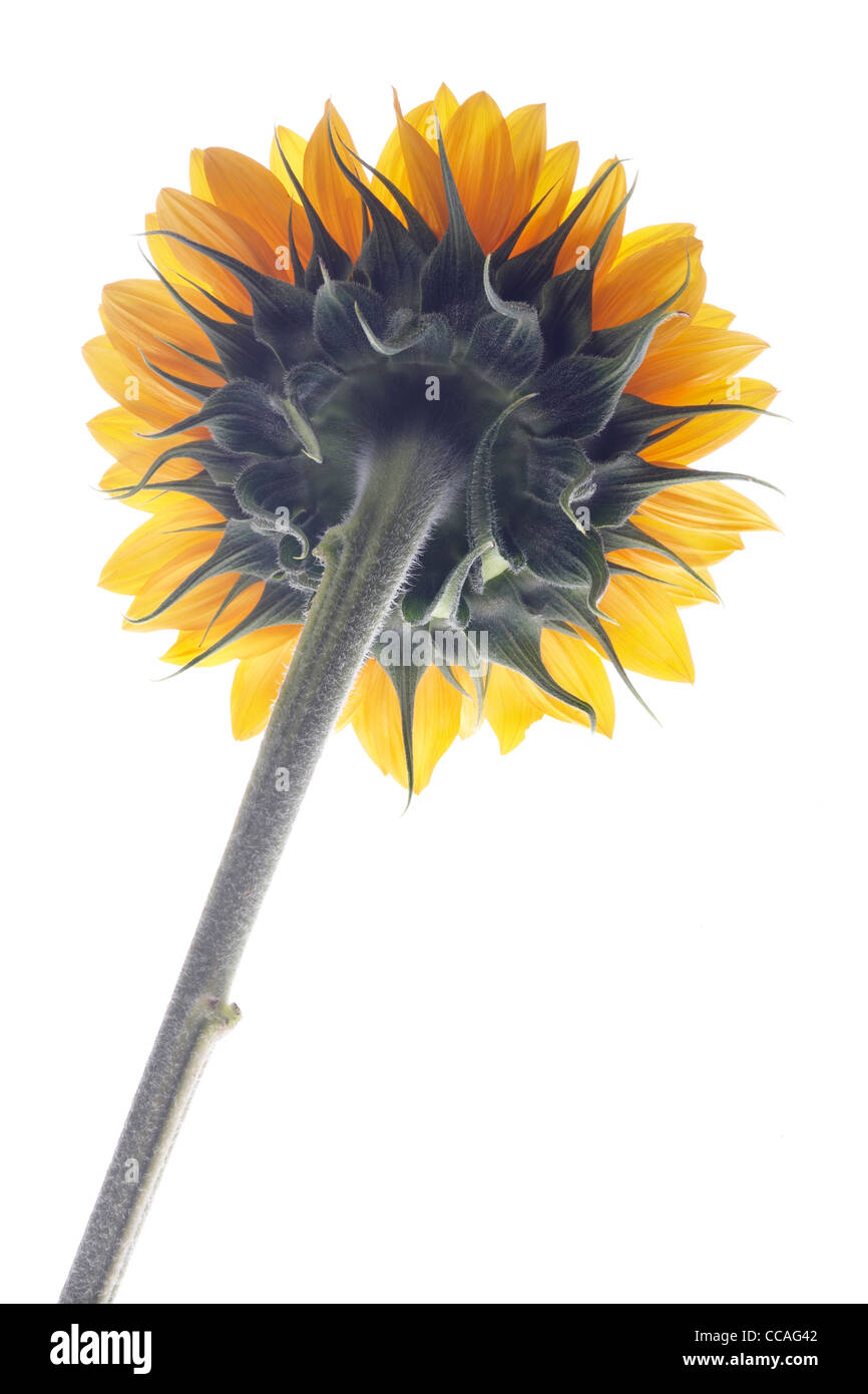 single sunflower on a white background Stock Photo - Alamy