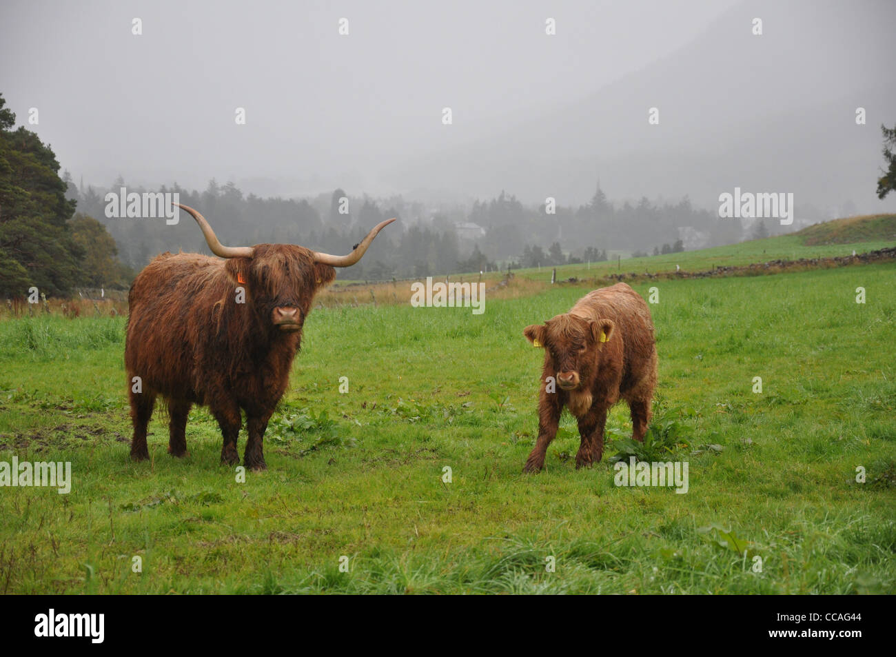 Highland Bull at work Stock Photo - Alamy