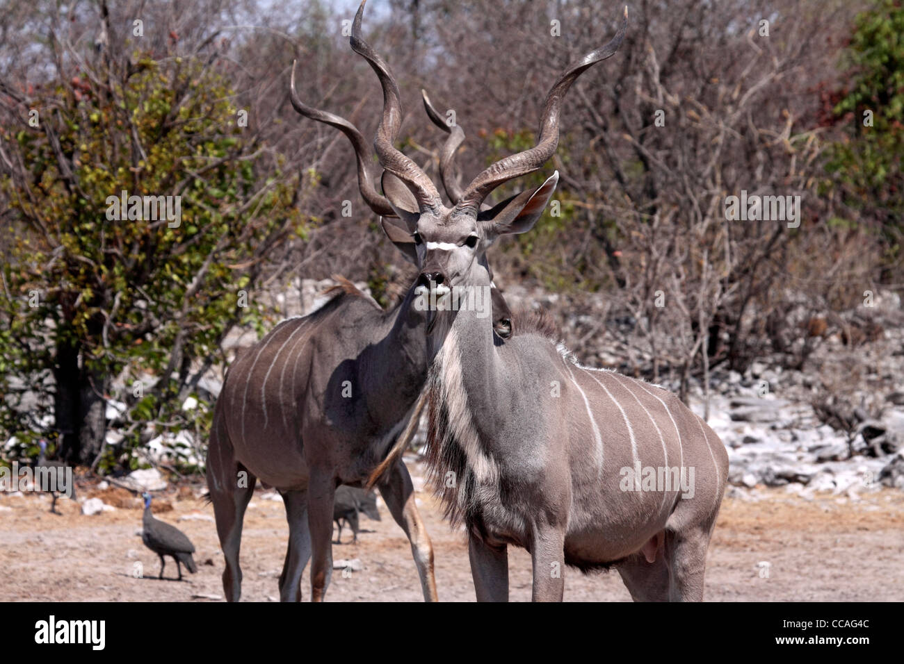 Greater kudu bulls Stock Photo - Alamy