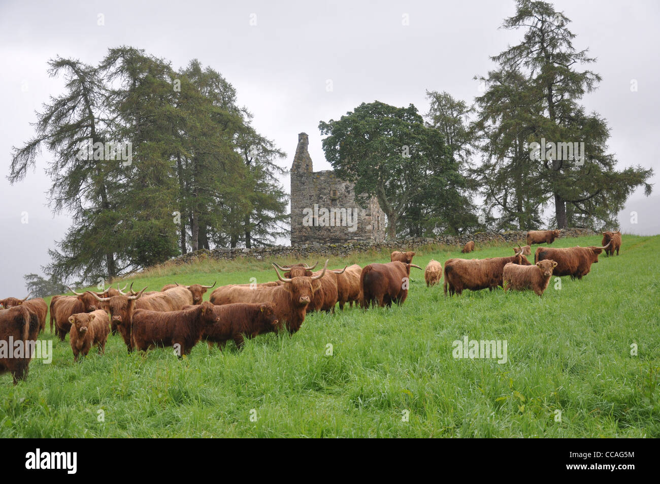 Highland Bull at work Stock Photo - Alamy