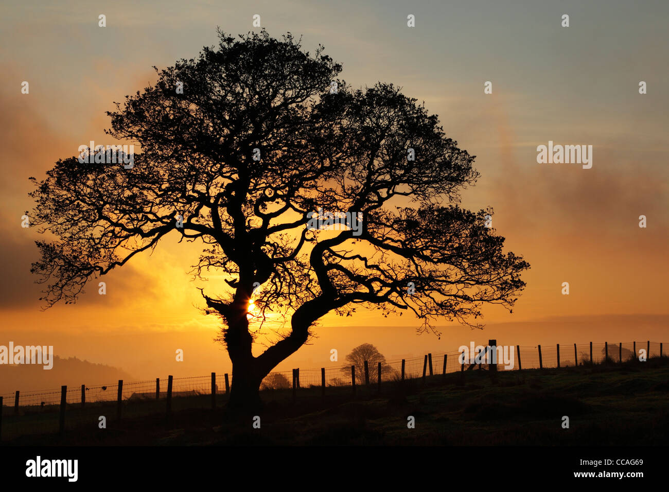 Oak tree silhouette hi-res stock photography and images - Alamy