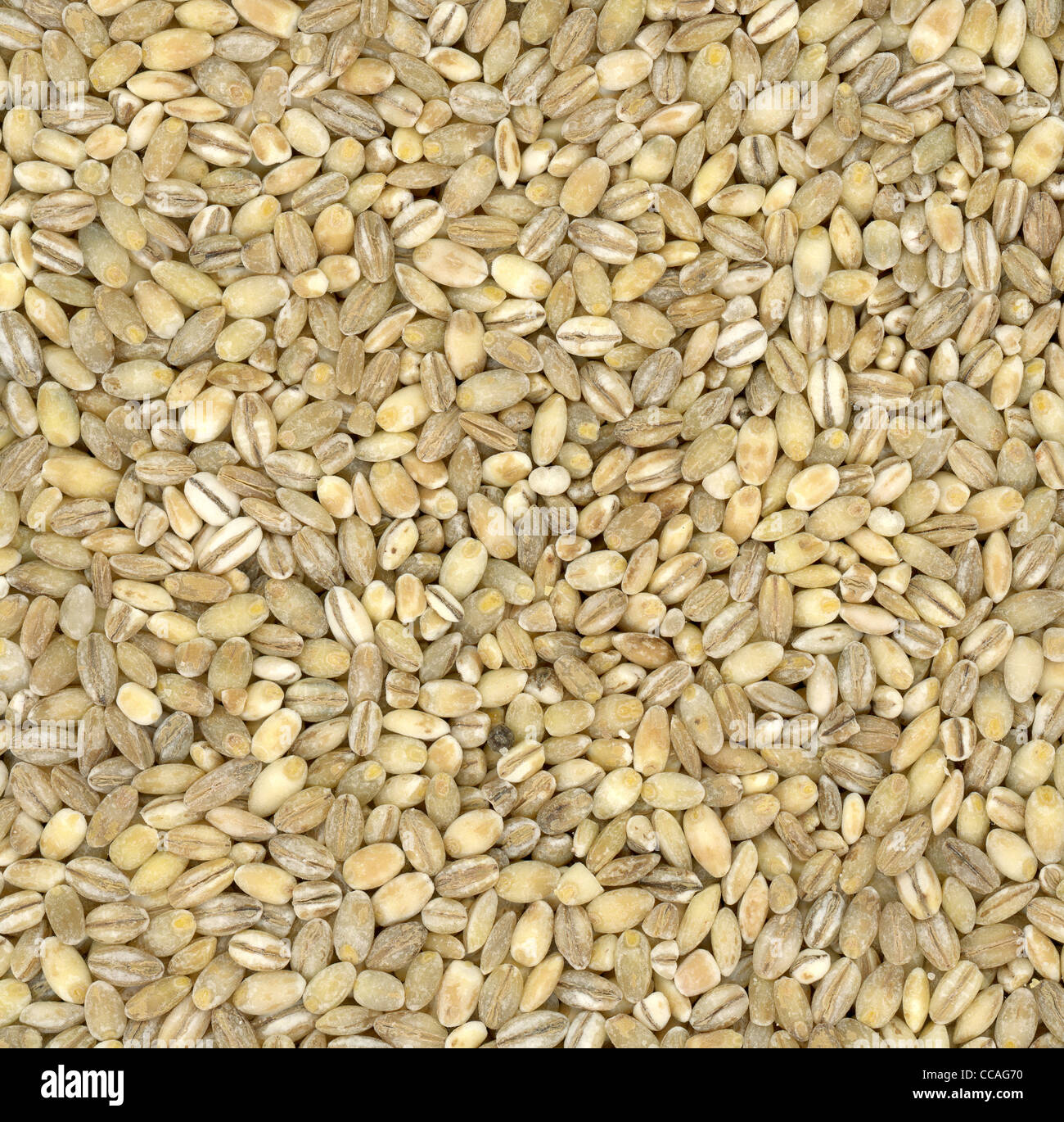 Pearl Barley background for your design Stock Photo - Alamy