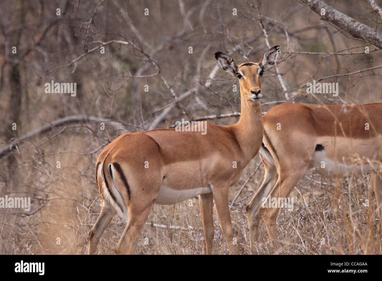 Impala ewe at edge of forest in South Africa Stock Photo - Alamy
