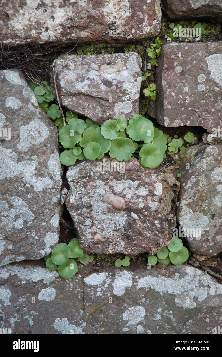 wild plants growing in joints of stone wall close up Stock Photo - Alamy