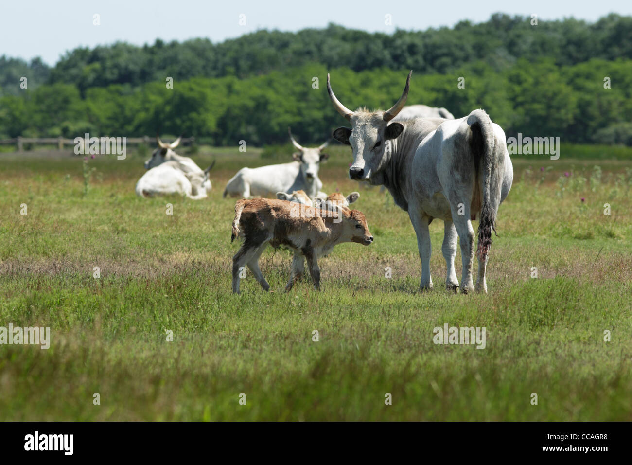 Grey cattle hi-res stock photography and images - Alamy