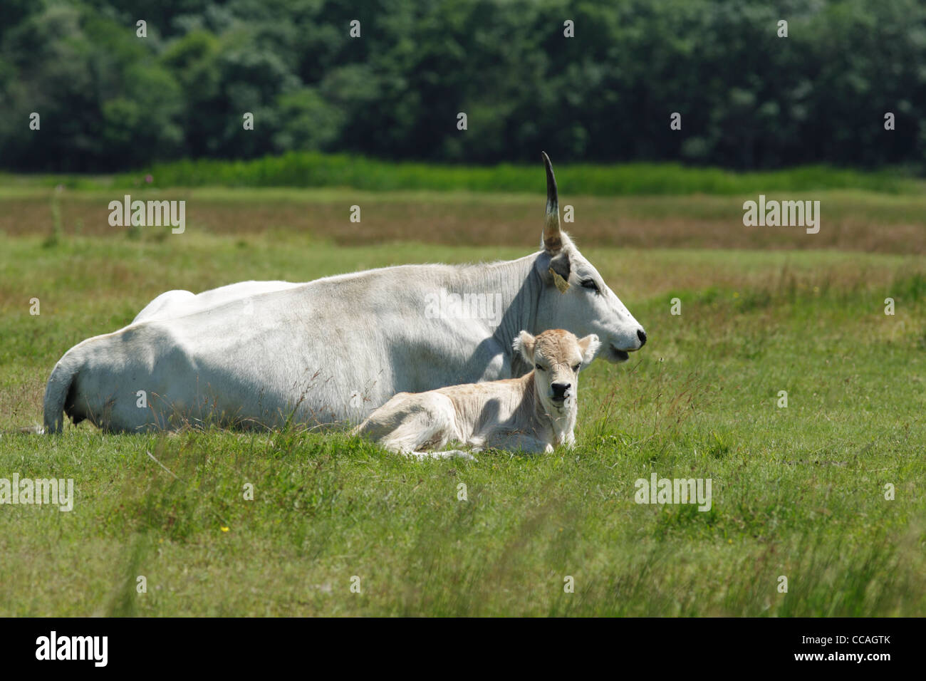 Hungarian grey cattle with calf lying on the ground in a grassy meadow ...