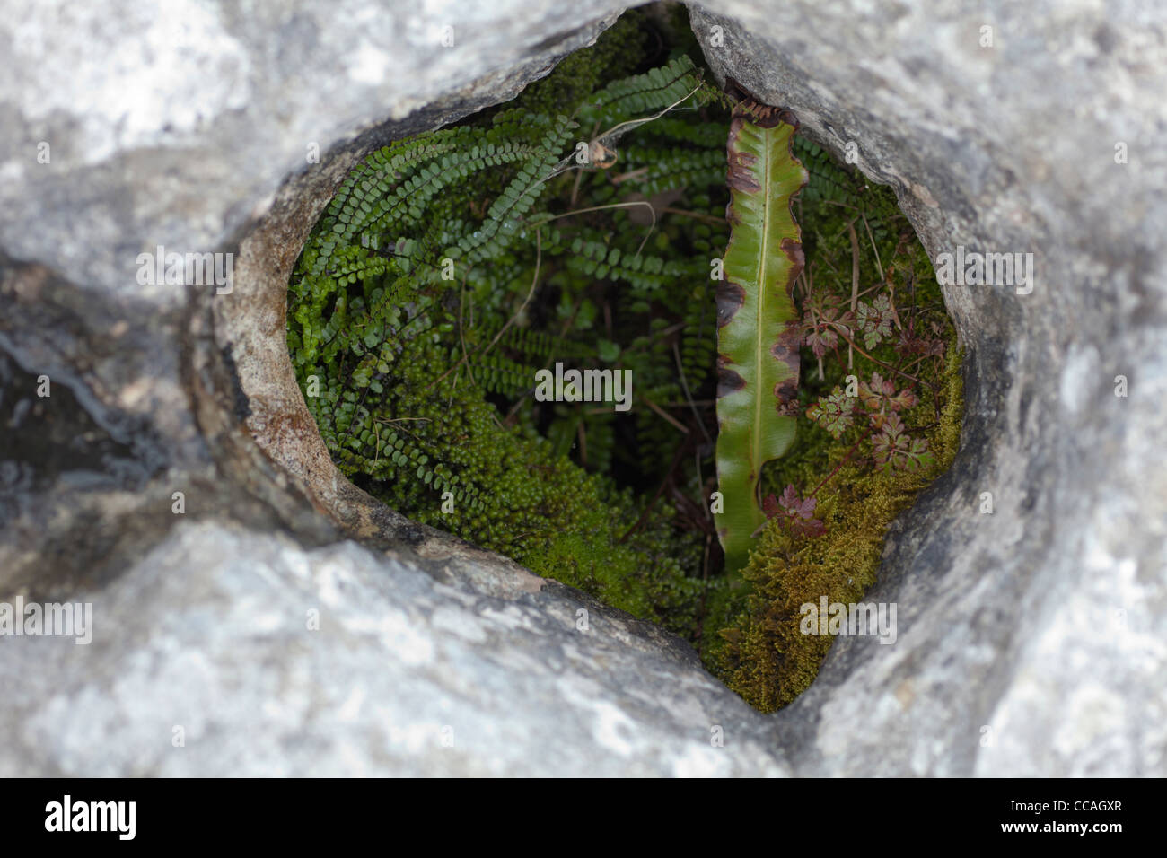 Gryke community on limestone pavement Stock Photo - Alamy