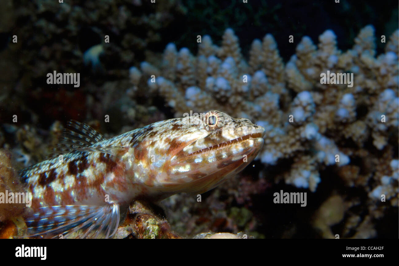 lizard fish and coral reef Stock Photo - Alamy