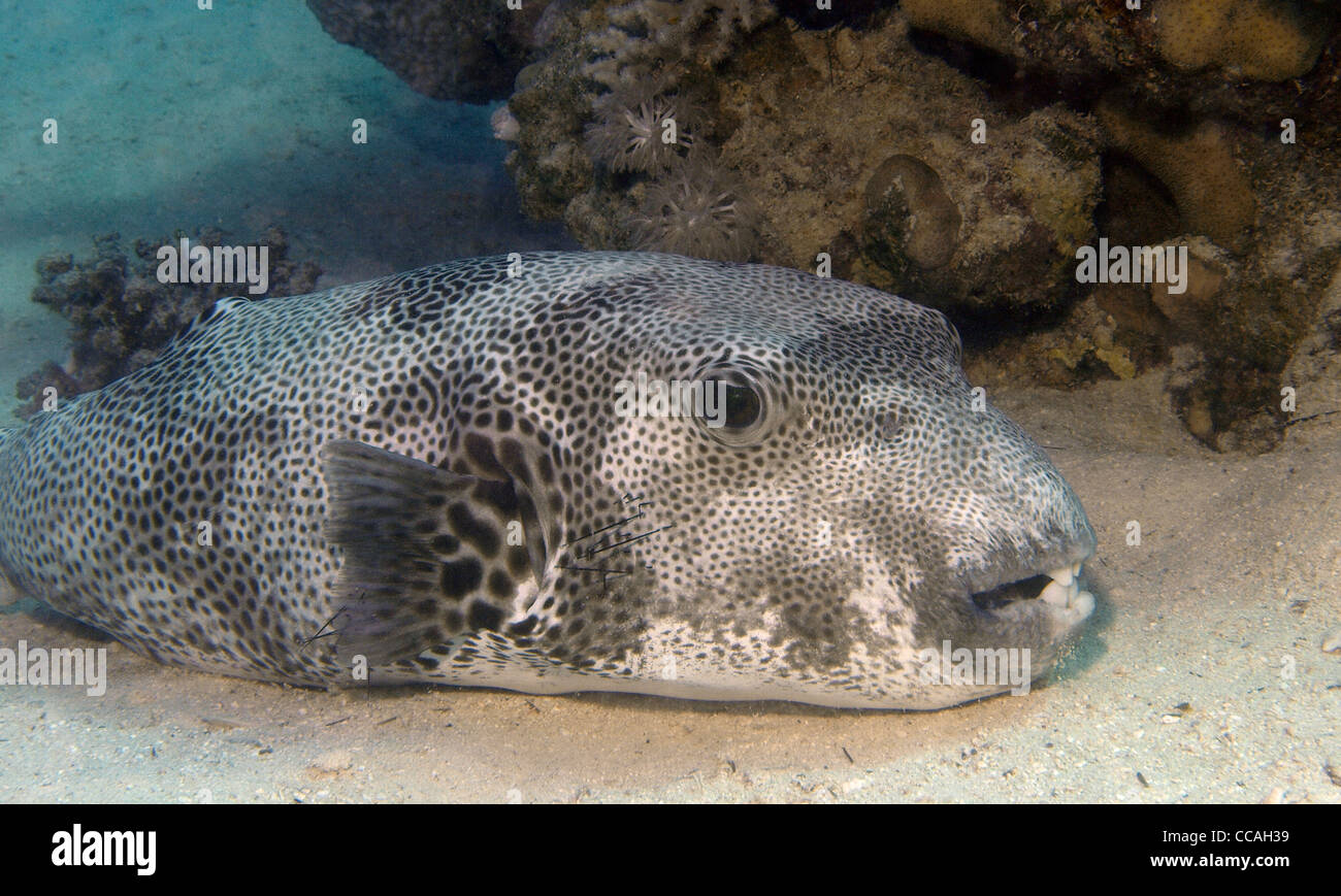 Pufferfish sand hi-res stock photography and images - Alamy