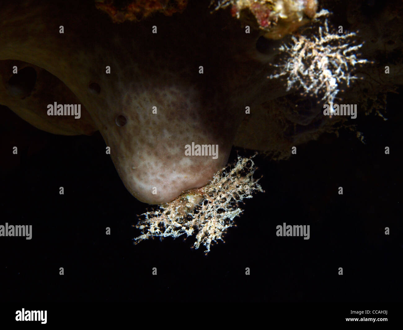 Golden sponge hi-res stock photography and images - Alamy