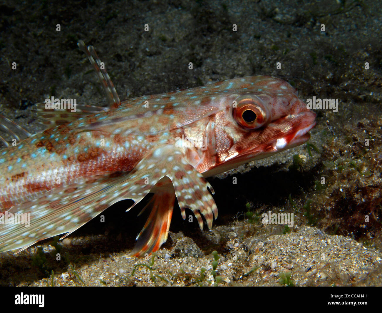 Flying gurnard hi-res stock photography and images - Alamy