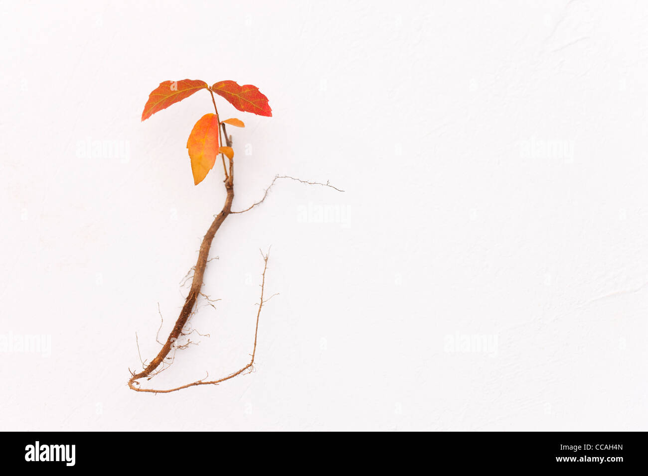 Japanese Oak Sprout and Root Stock Photo - Alamy