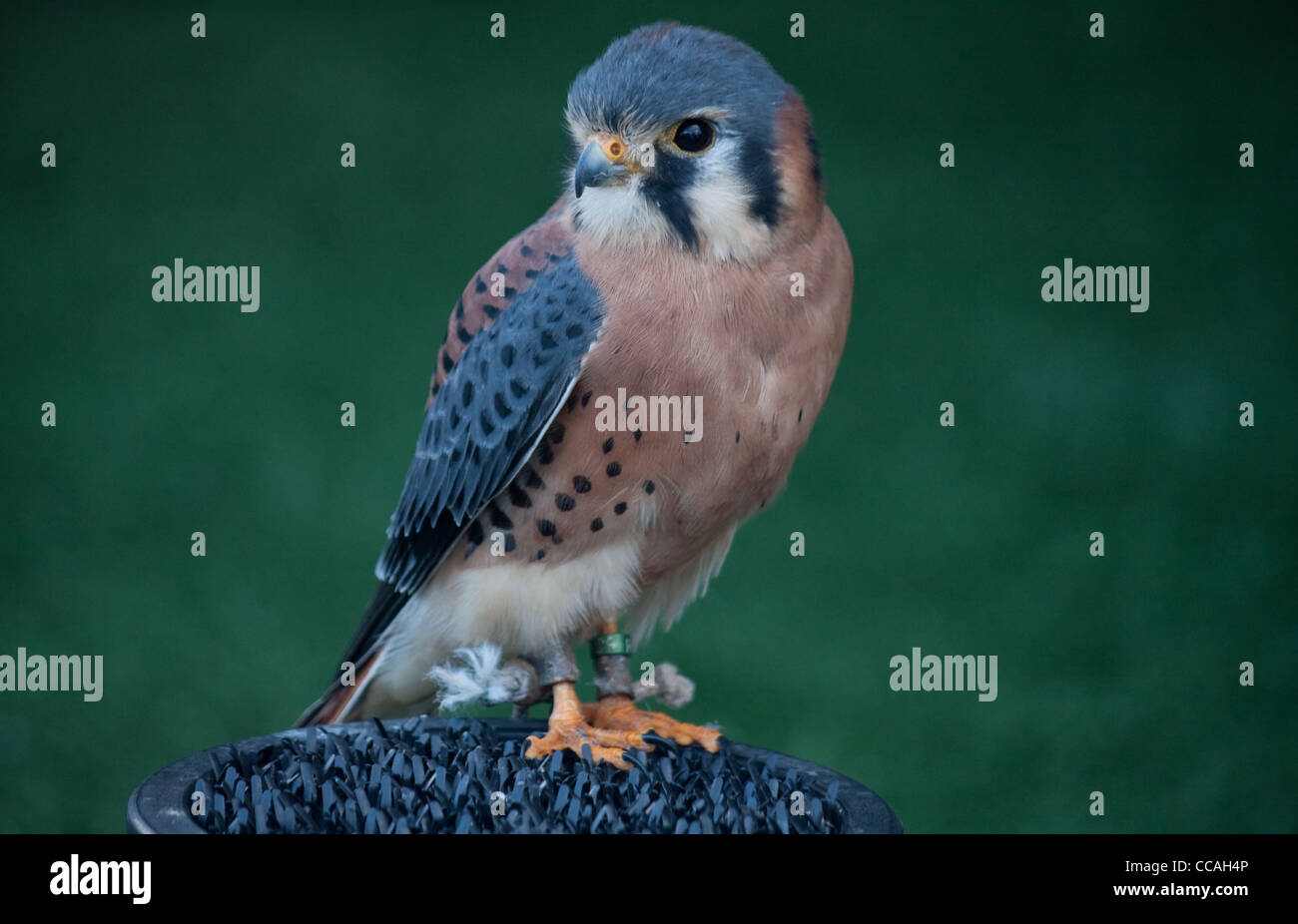 American sparrow hawk hi-res stock photography and images - Alamy