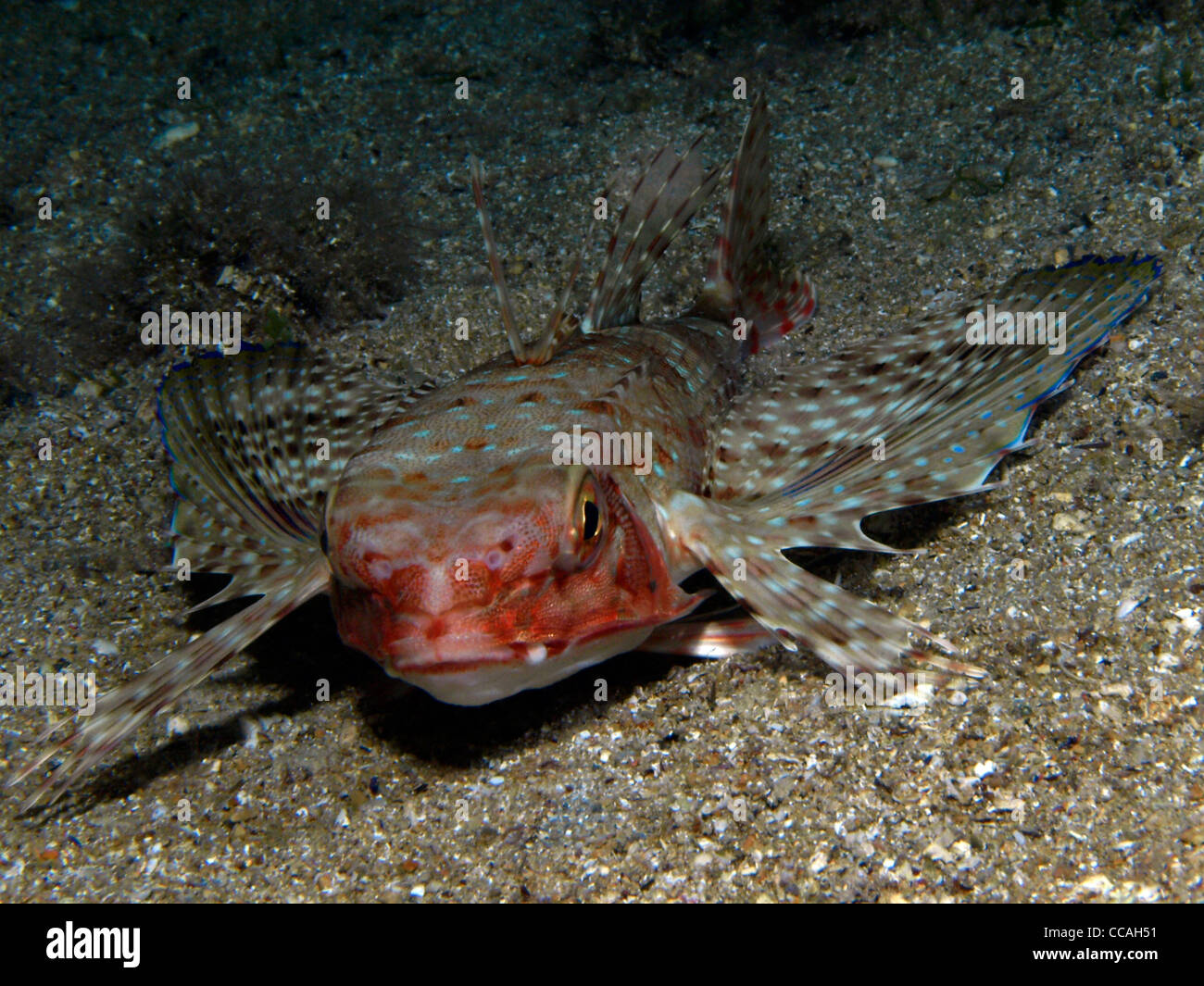 Flying gurnard hi-res stock photography and images - Alamy