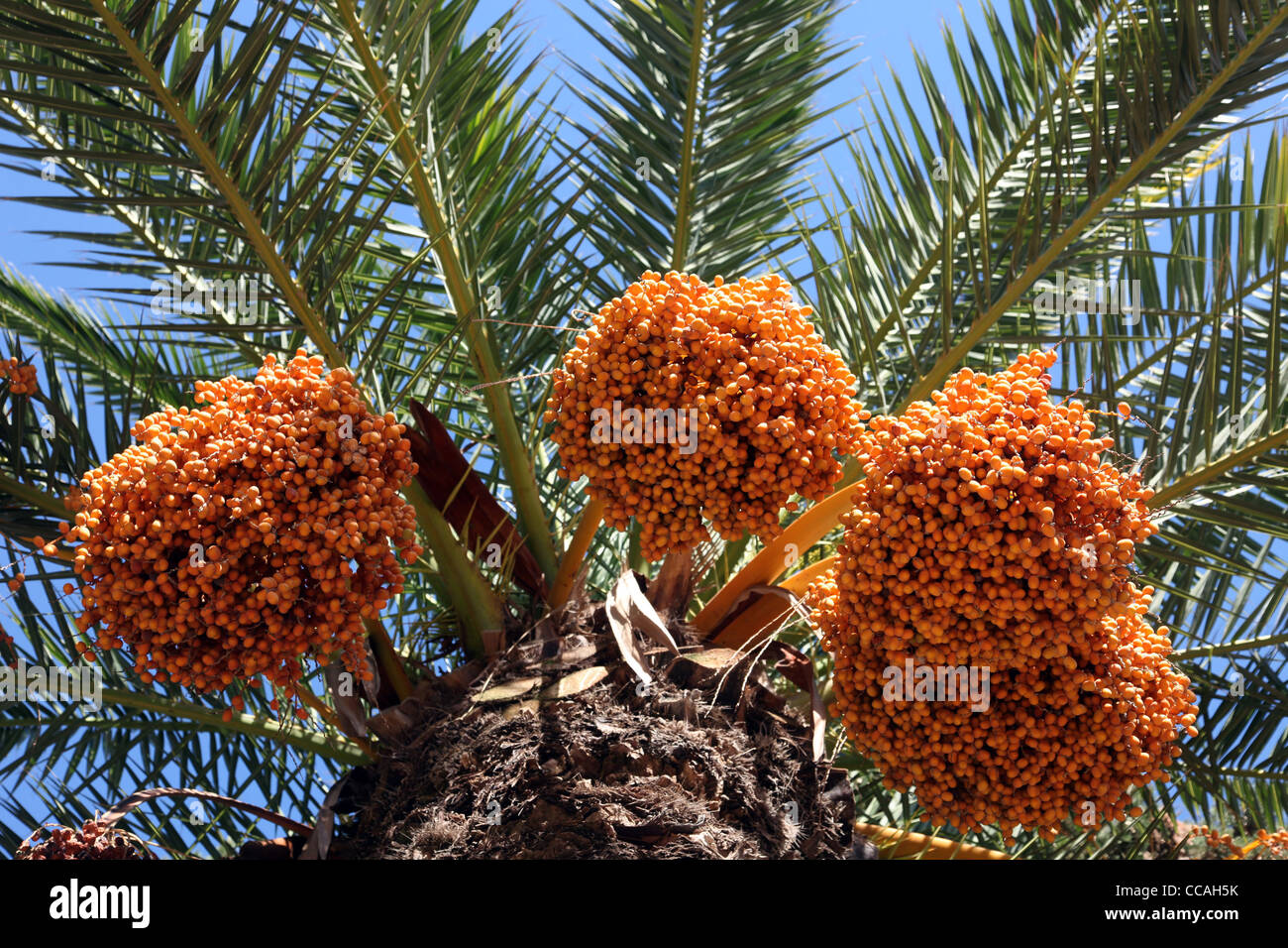 Phoenix dactylifera hi-res stock photography and images - Alamy